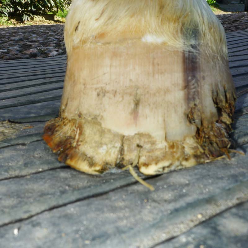 Donkey Hoof Wall Separation at Kristopher Chambers blog