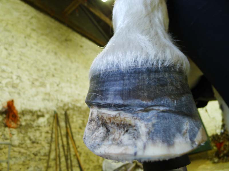 Hoof Wall Separation Syndrome Examples