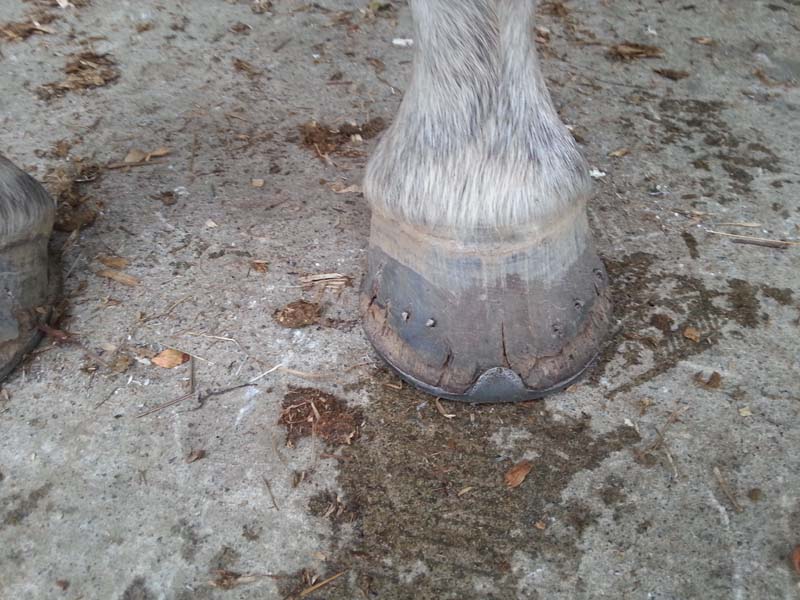 Hoof Wall Separation Syndrome Examples