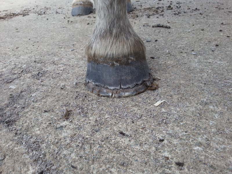 Hoof Wall Separation Syndrome Examples