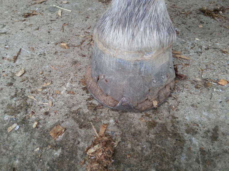 Hoof Wall Separation Syndrome Examples