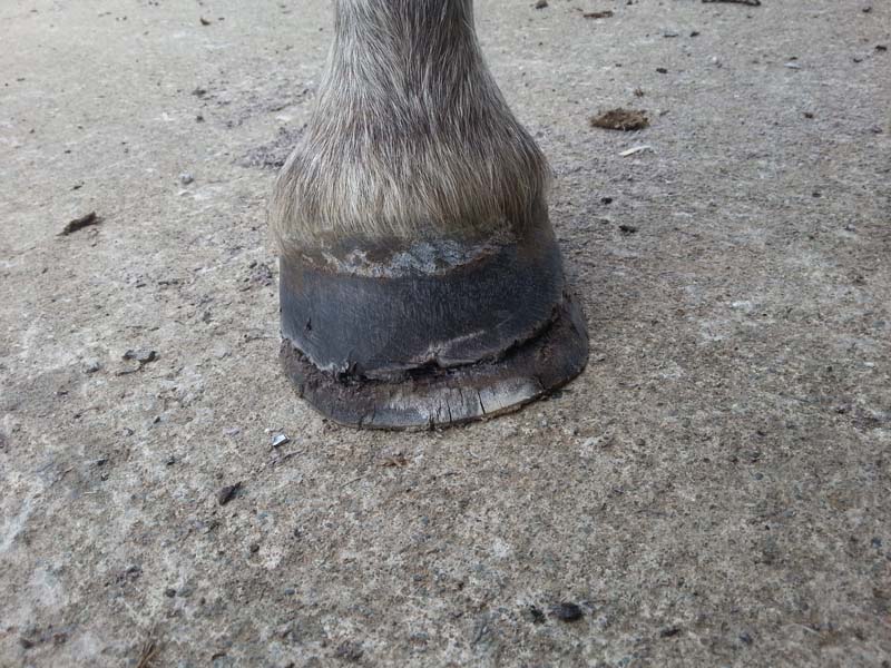 Hoof Wall Separation Syndrome Examples